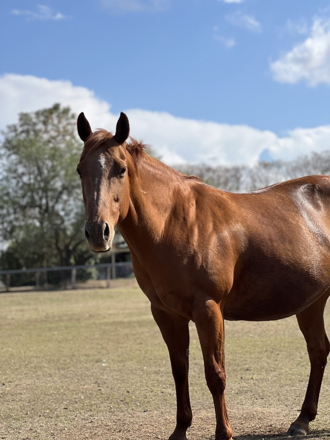Brood Mares – Sunkissed Quarter Horse Stud