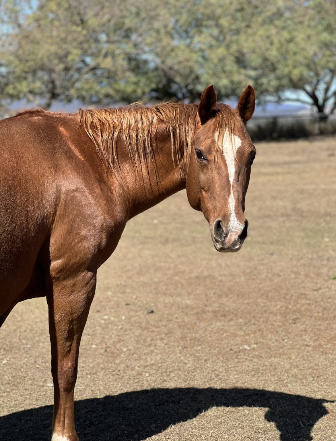 Brood Mares – Sunkissed Quarter Horse Stud